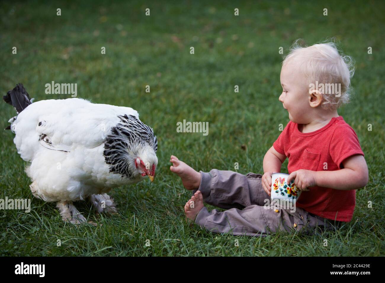 Little boy with a Brahma chicken in a meadow Stock Photo - Alamy