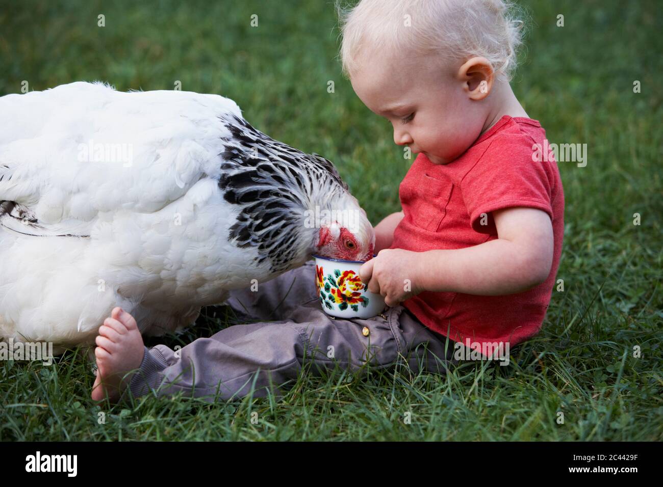 Little boy with a Brahma chicken in a meadow Stock Photo - Alamy