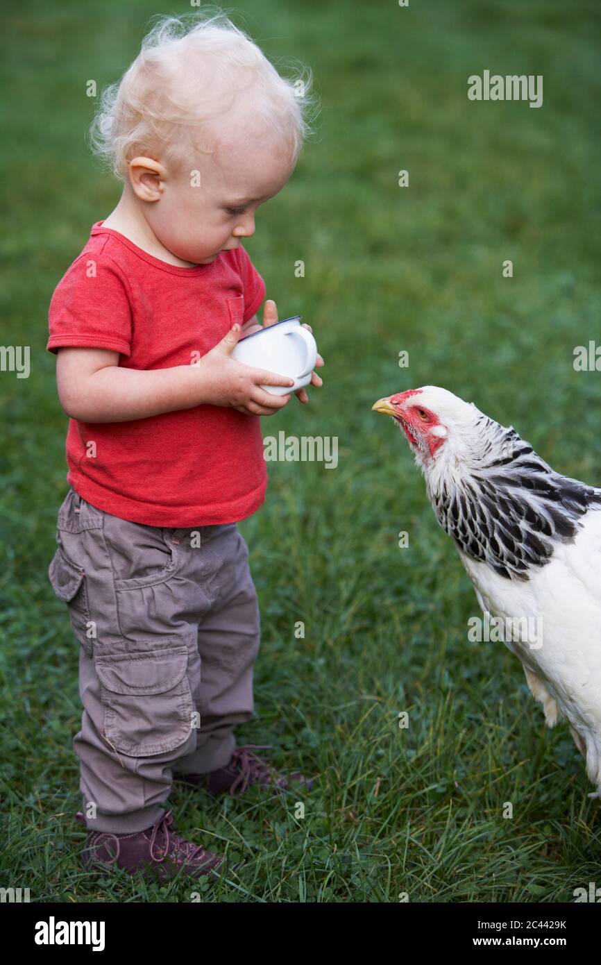 Little boy with a Brahma chicken in a meadow Stock Photo - Alamy