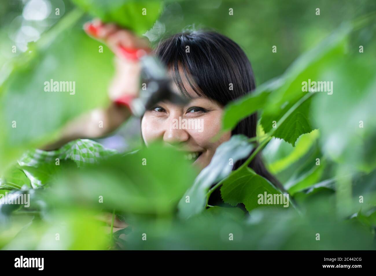 Woman pruning tree garden hi-res stock photography and images - Alamy
