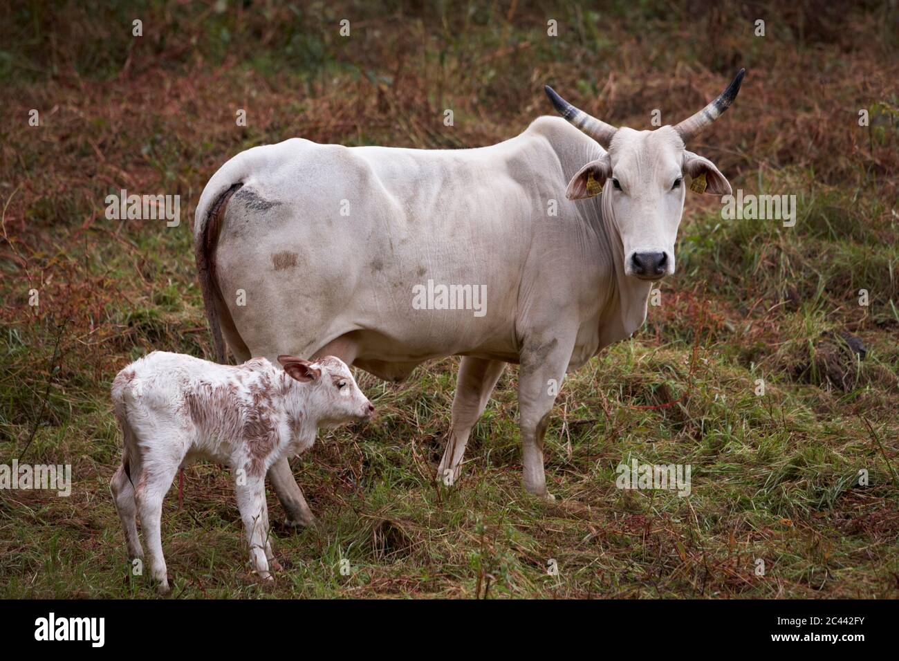 Zebu calf hi-res stock photography and images - Alamy