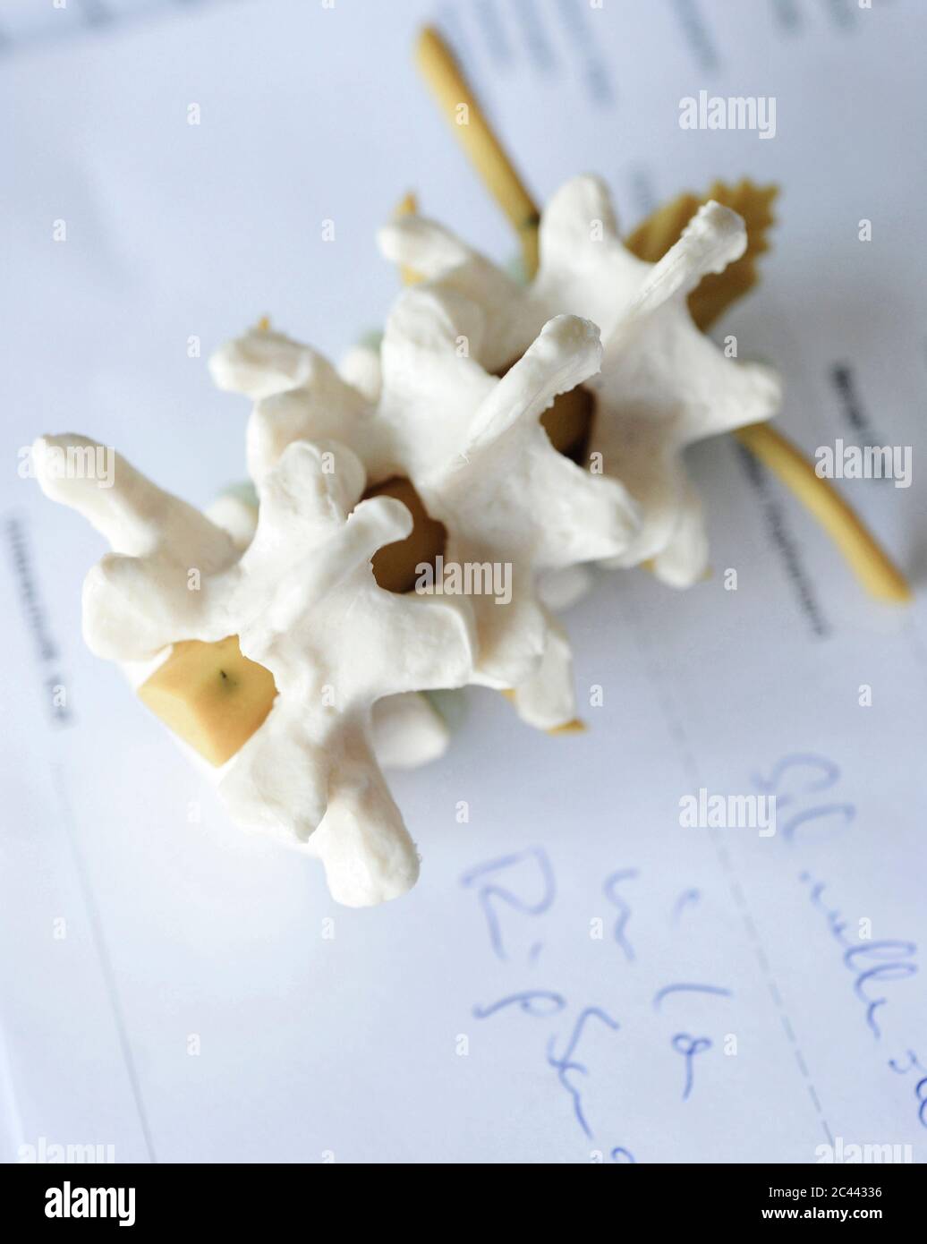 Model of a spine on paper Stock Photo - Alamy