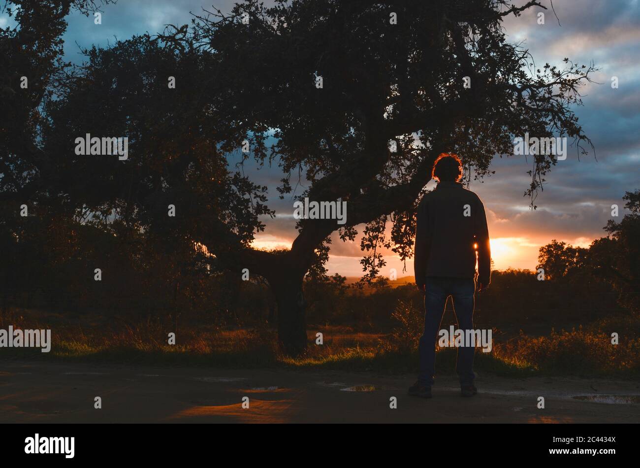 Silhouette young man standing on road in park during sunset Stock Photo ...
