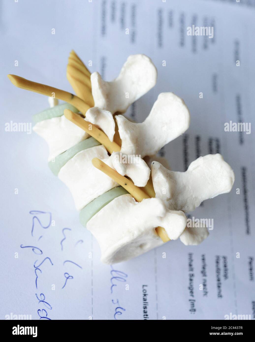 Model of a spine on paper Stock Photo - Alamy