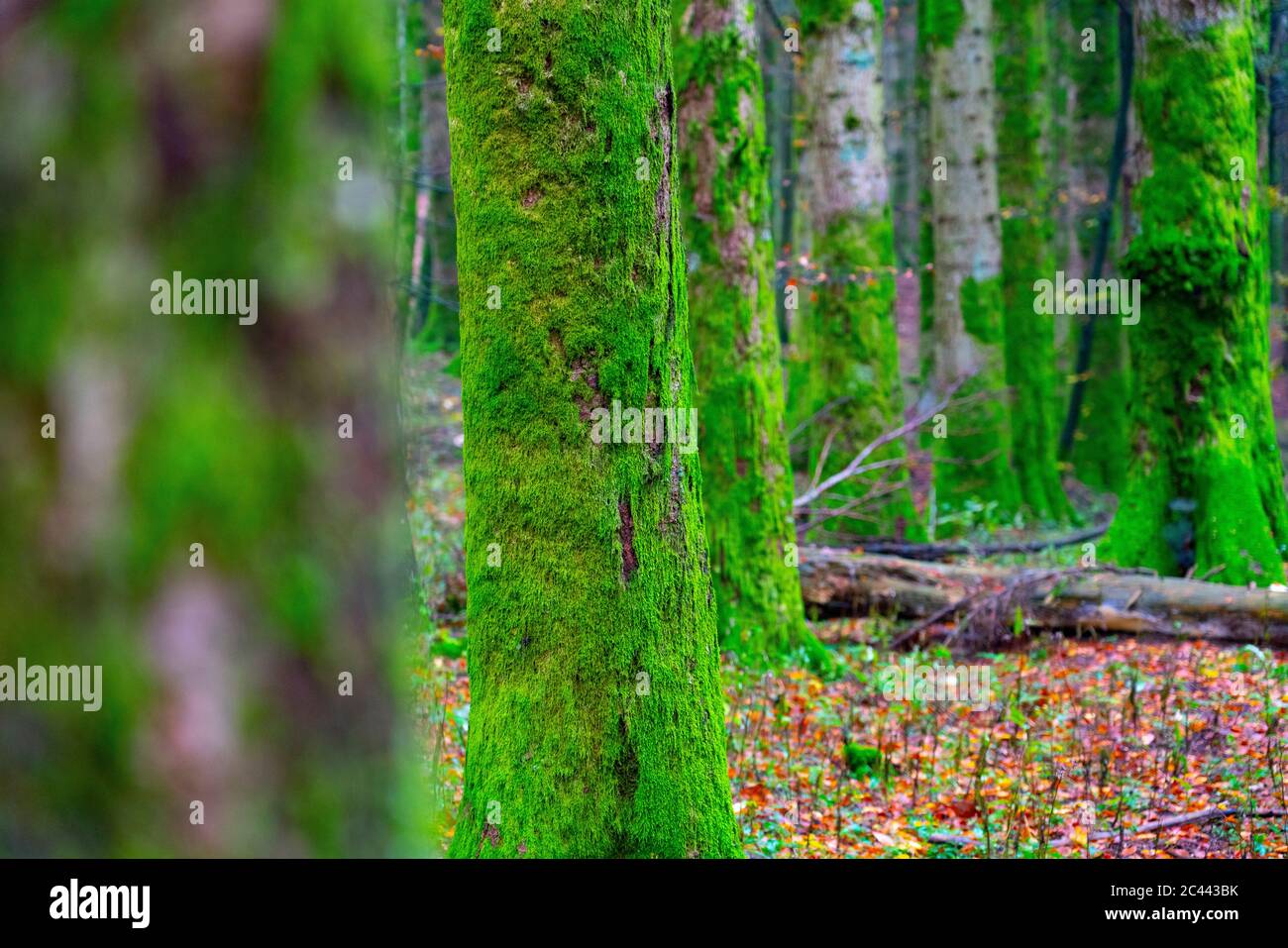Moss covered tree hi-res stock photography and images - Alamy