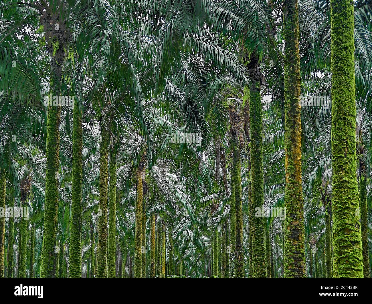 Cameroon, Pongo-Songo, Green palm trees Stock Photo - Alamy
