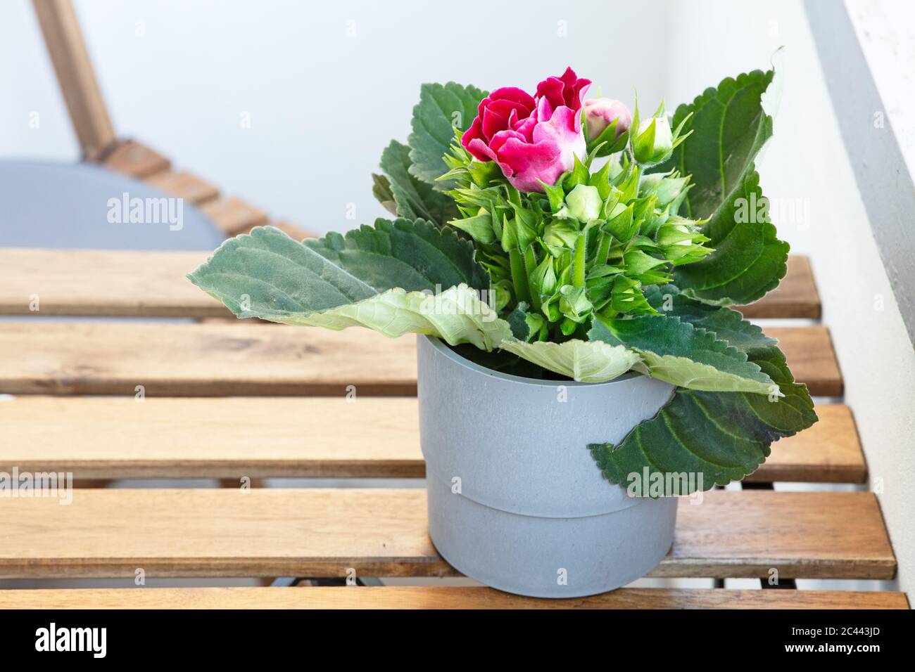 Pot on the balcony hi-res stock photography and images - Alamy