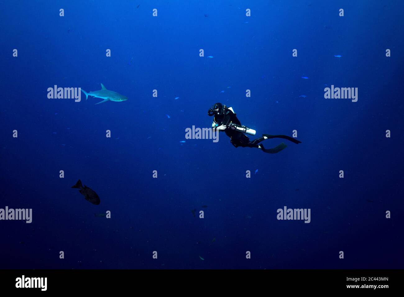 Palau, Blue Corner, Diver and grey reef shark (Carcharhinus ...