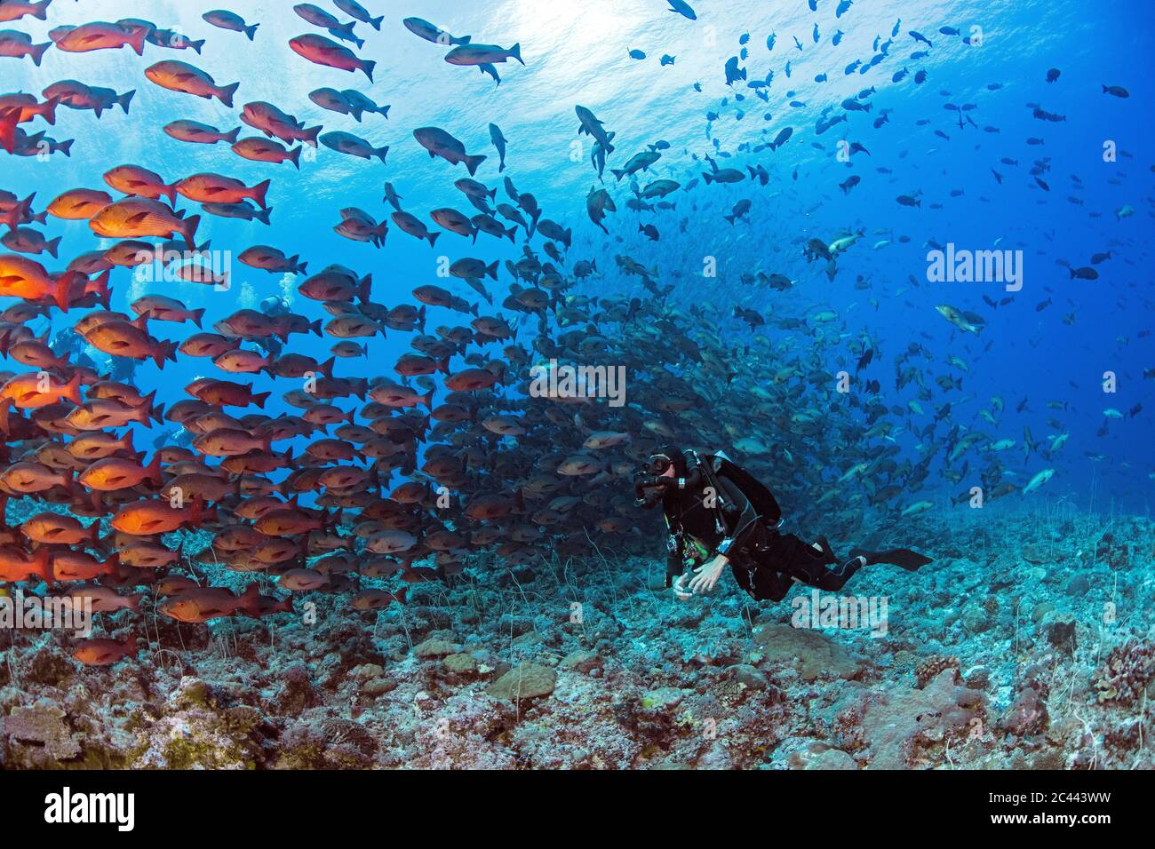 Palau, Shark City, Dover with red snapper spawning Stock Photo - Alamy