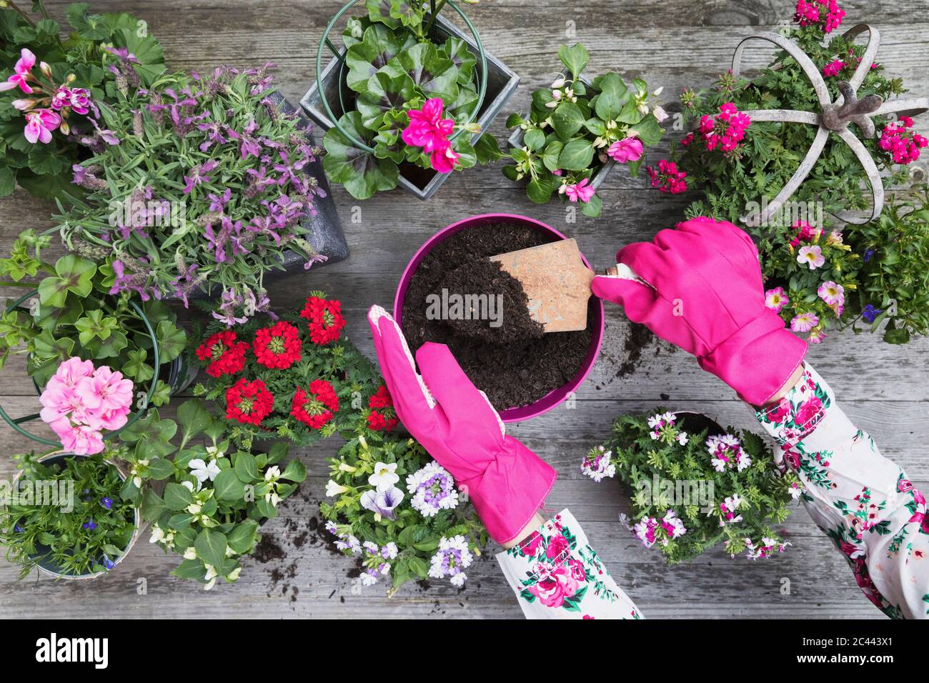 Woman planting flowers hi-res stock photography and images - Alamy