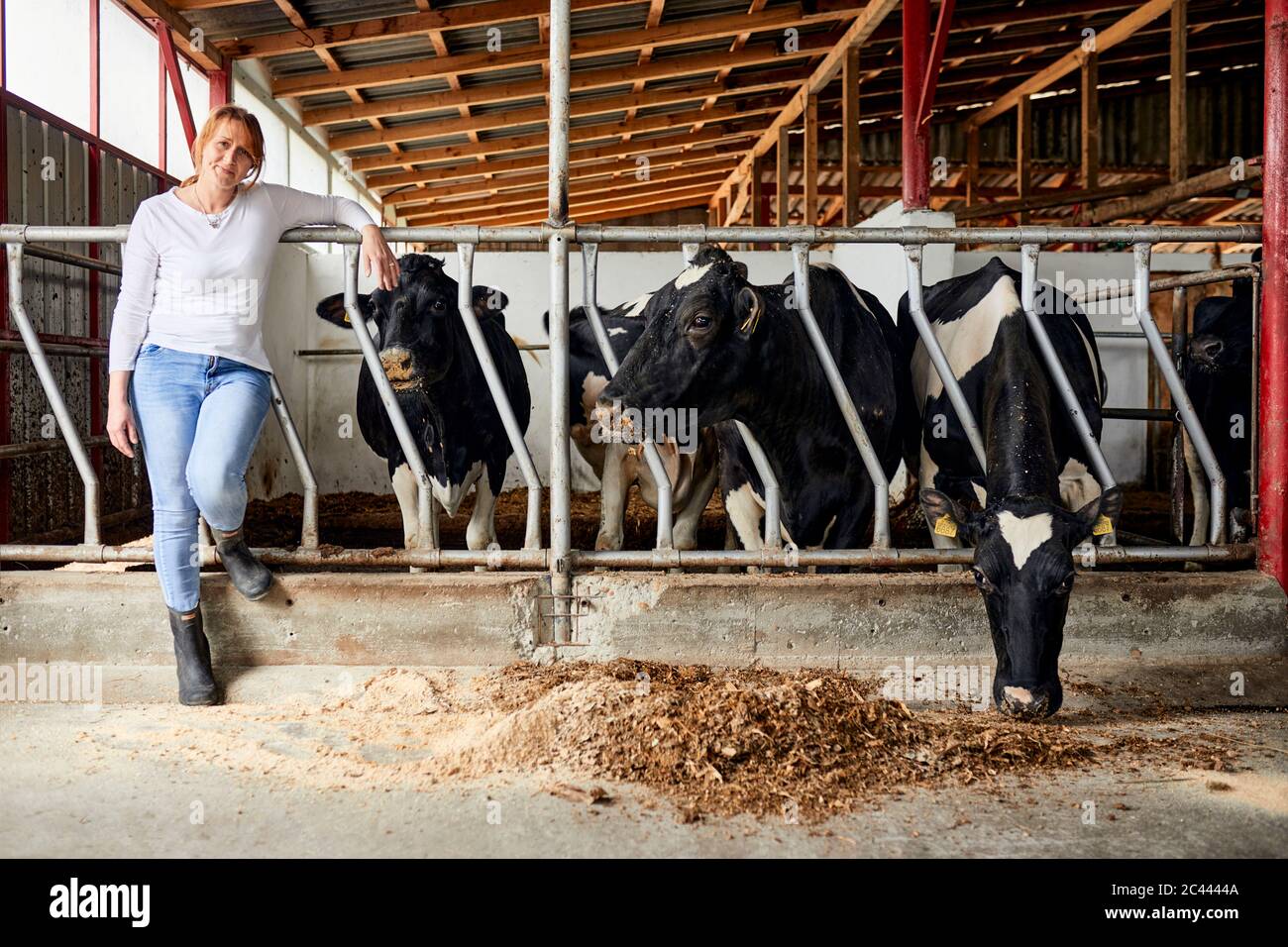 Dairy cows eating grass hi-res stock photography and images - Alamy