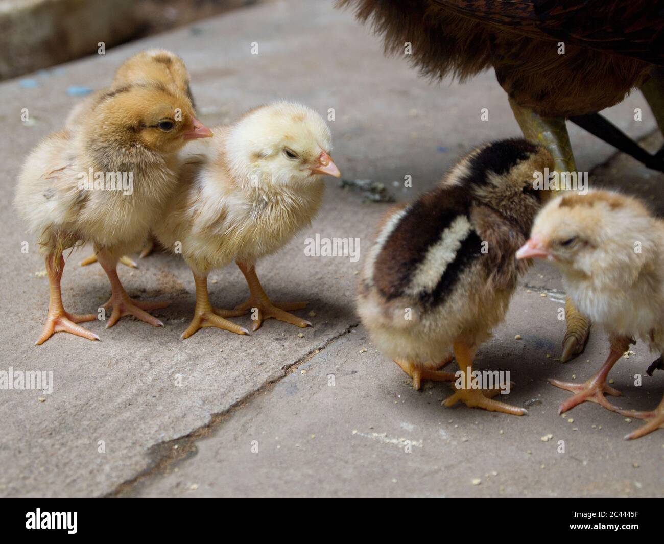 Group of chicks stands close together Stock Photo - Alamy