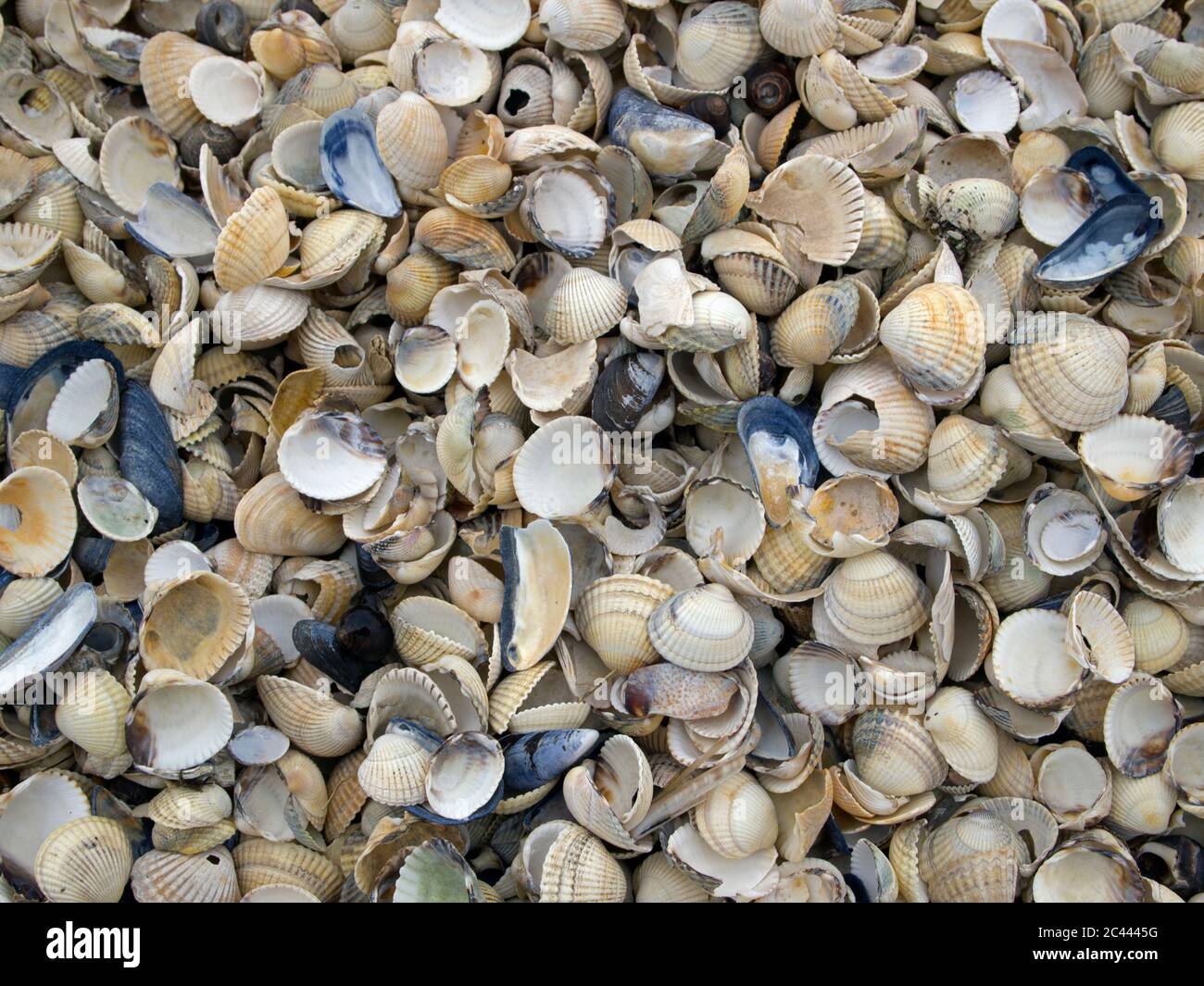 Central conch hi-res stock photography and images - Alamy