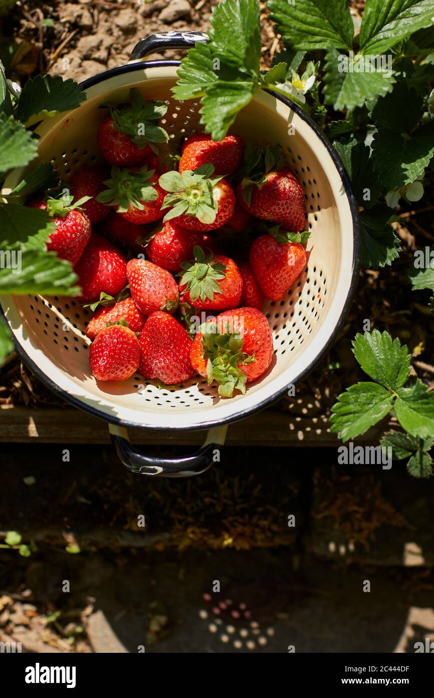 Strawberries in colander Stock Photo - Alamy
