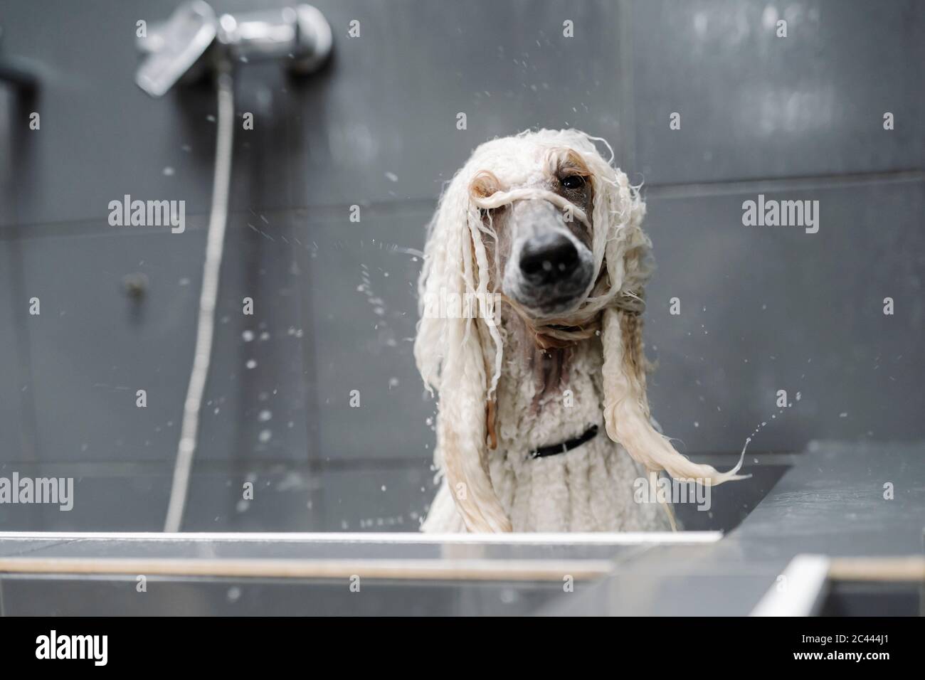 Wet dog head hi-res stock photography and images - Alamy