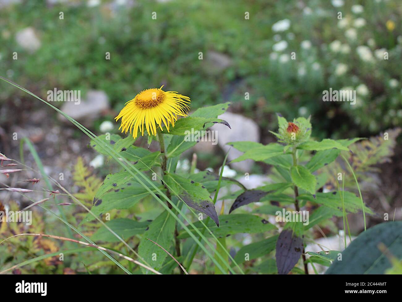 Indian sunflowers hi-res stock photography and images - Alamy