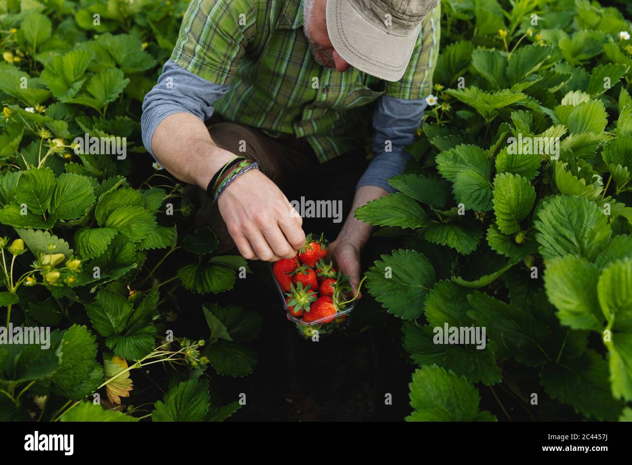 Farmer picking strawberries, organic farming Stock Photo - Alamy