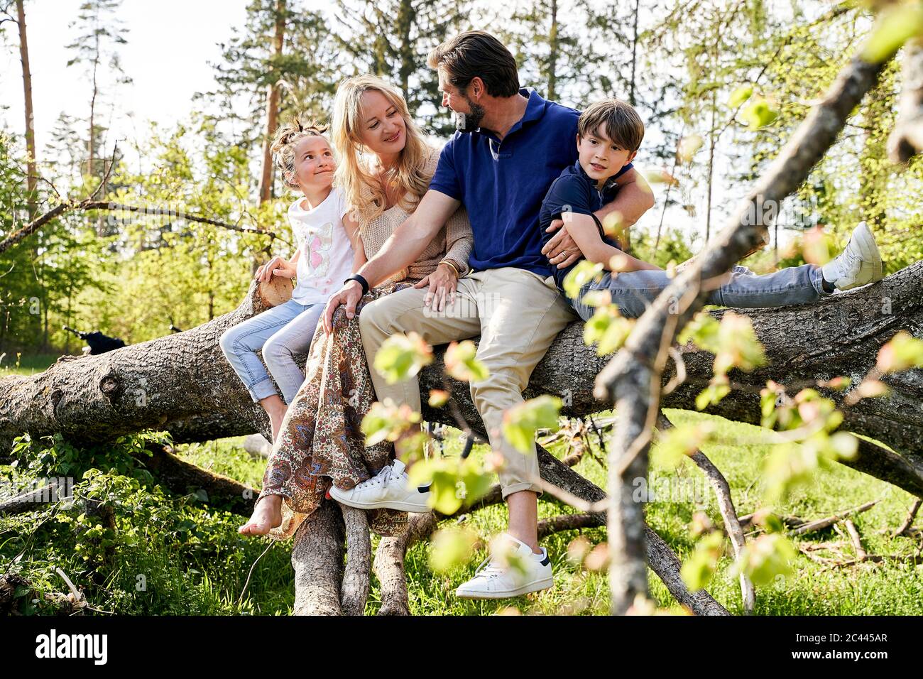 Family sitting on fallen tree in forest Stock Photo - Alamy