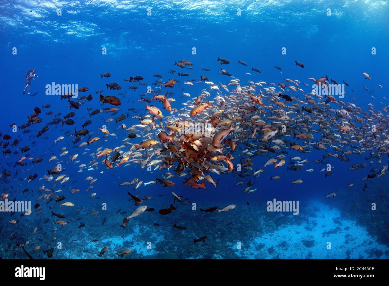 Palau, Shark City, Red snapper spawning Stock Photo - Alamy