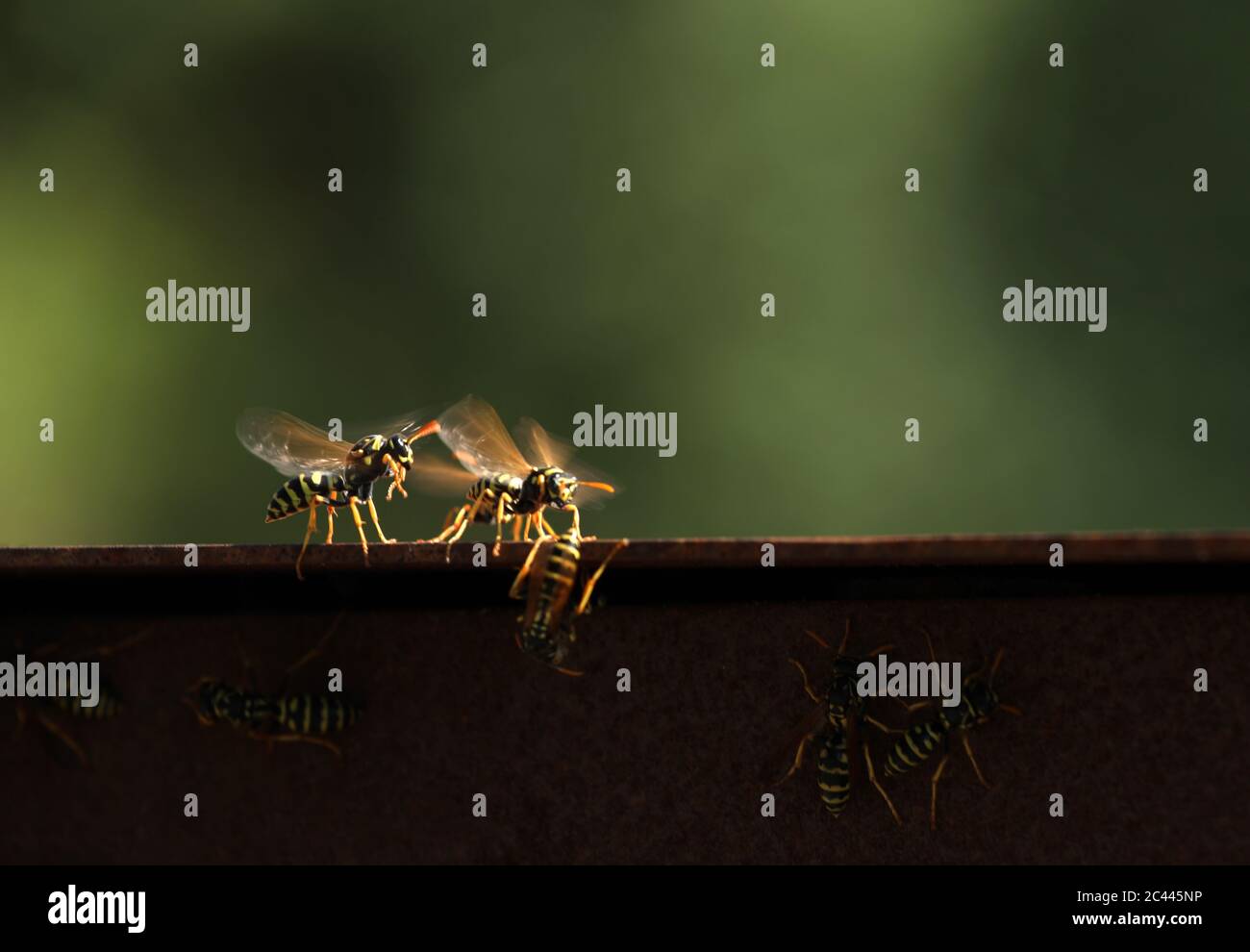 Wasps fan hi-res stock photography and images - Alamy