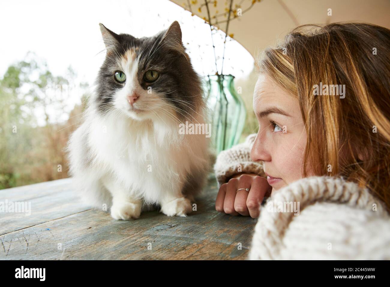 Cat on the table hi-res stock photography and images - Alamy