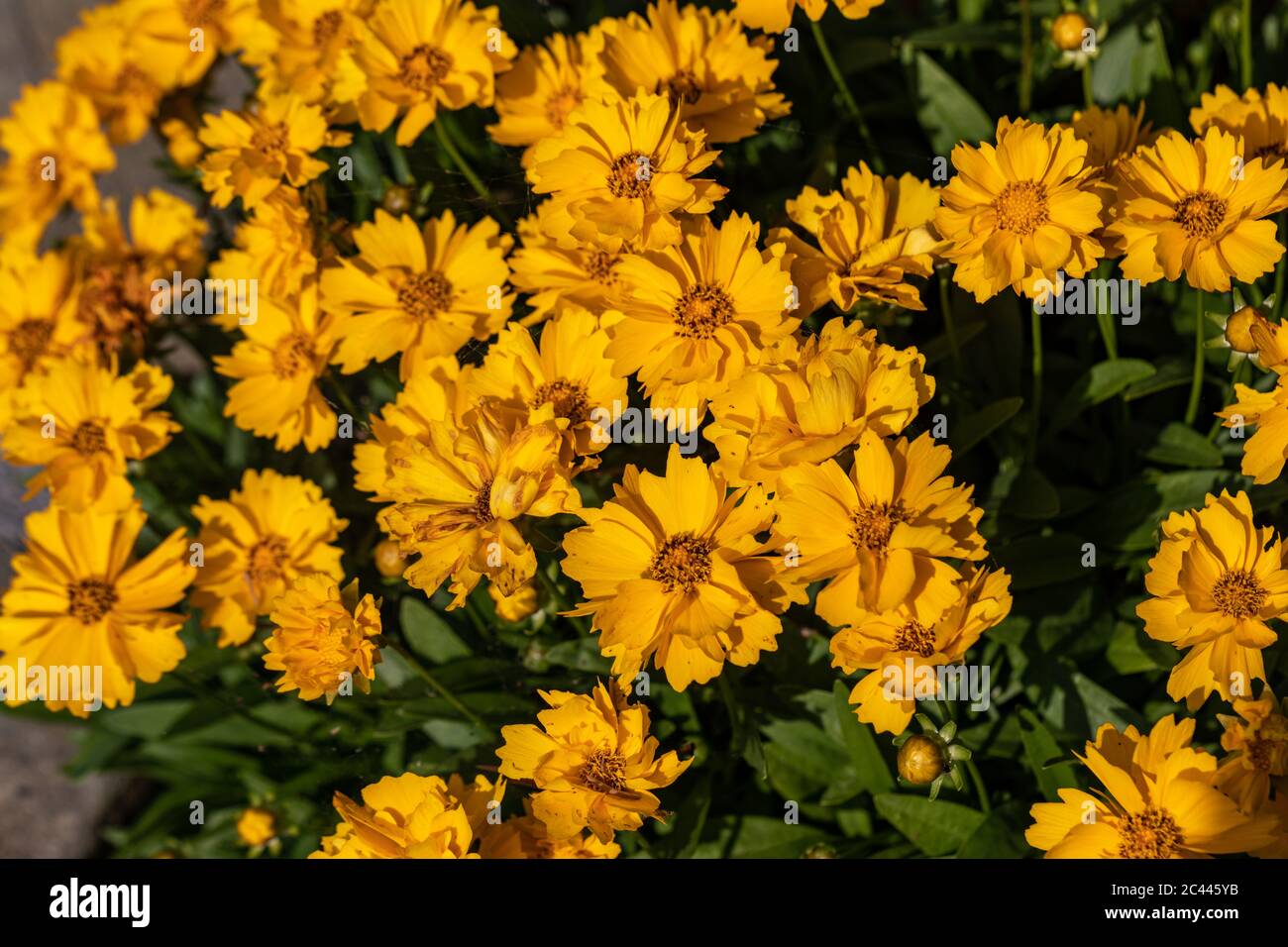 Large group of yellow flowers of lance-leaved coreopsis (Coreopsis ...