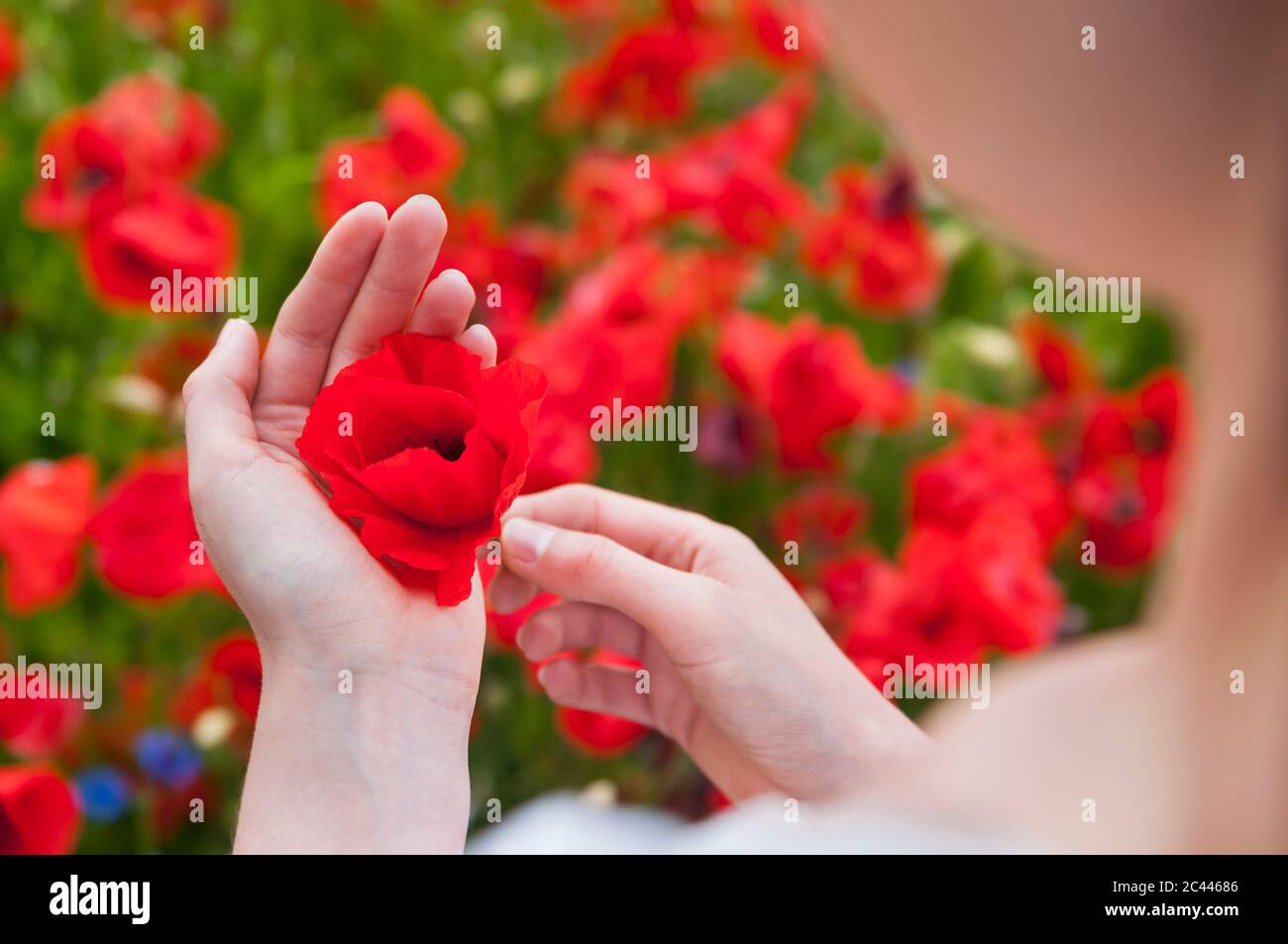Hand holding poppy hi-res stock photography and images - Alamy