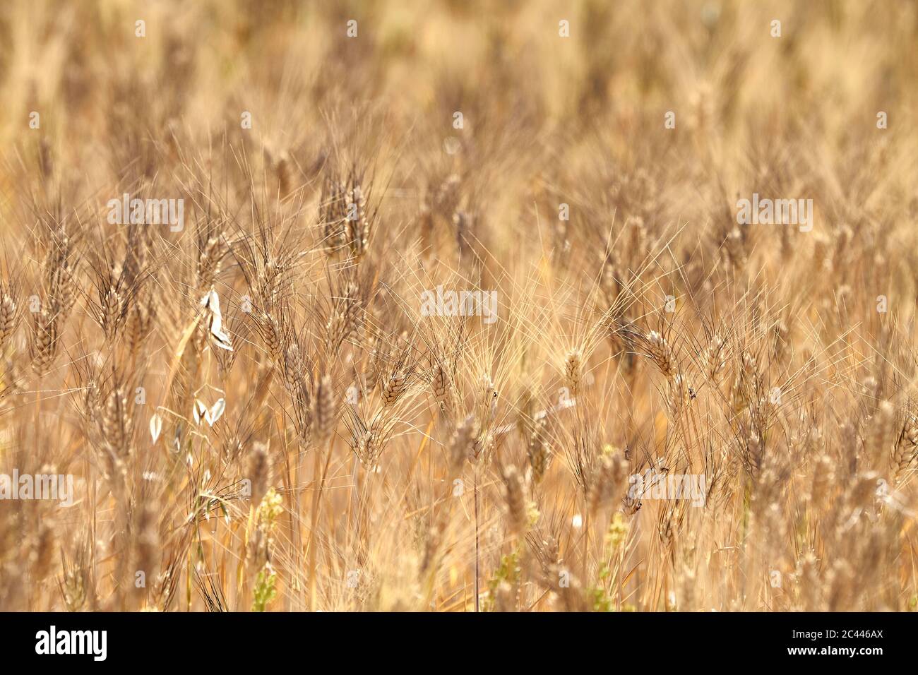 Wheat up close hi-res stock photography and images - Alamy