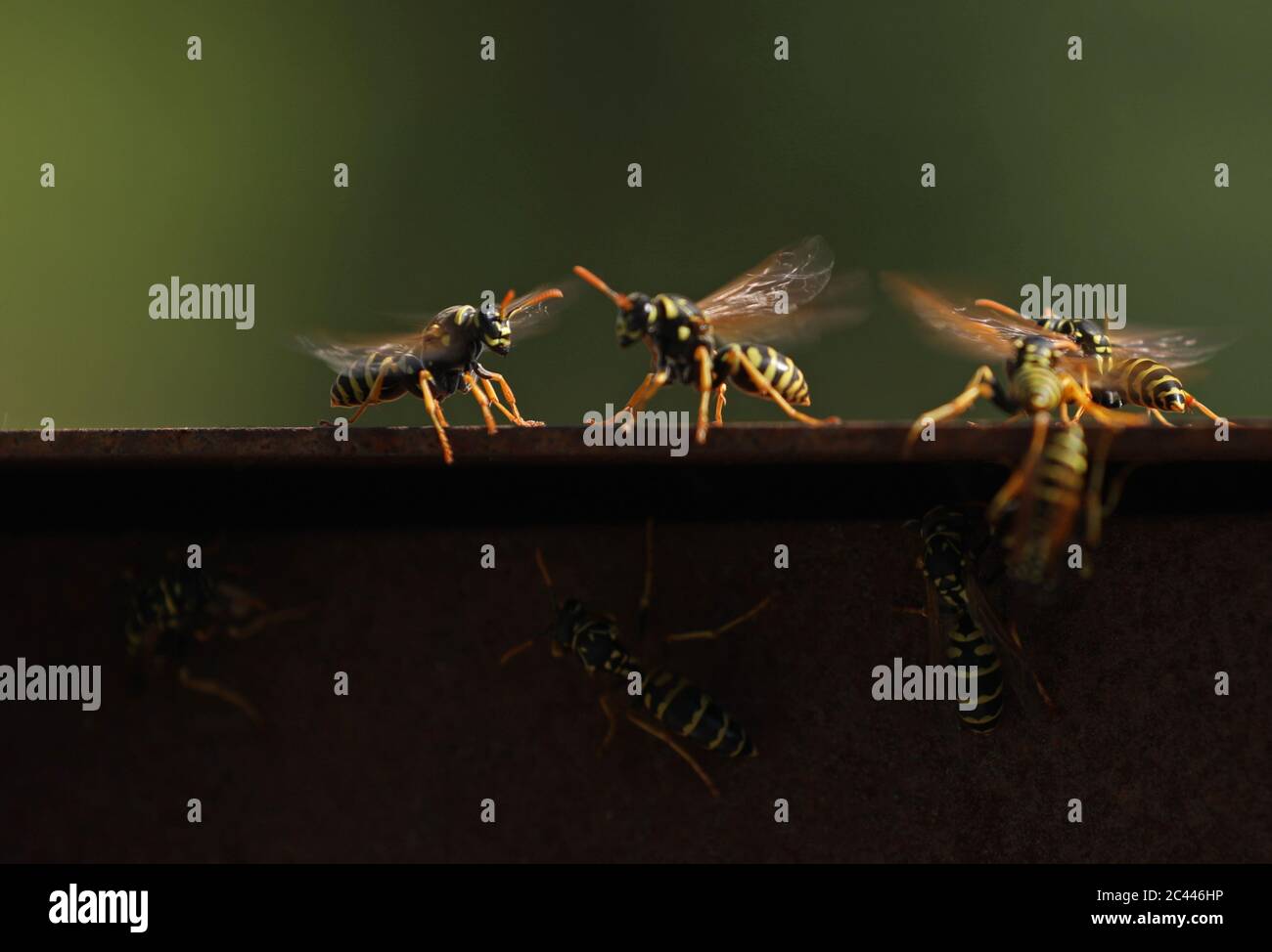 Wasps nest remove hi-res stock photography and images - Alamy