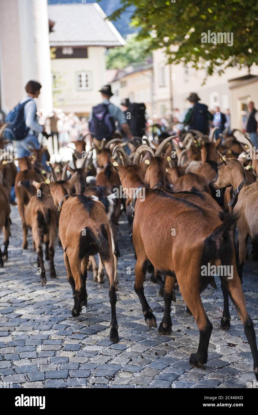 Almabtrieb with goats, Mittenwald, Bavaria, Germany Stock Photo - Alamy