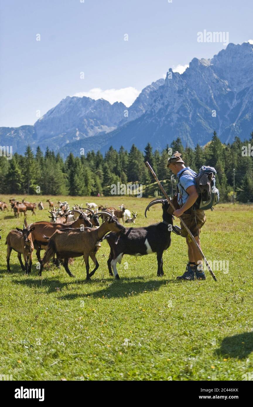 Almabtrieb with goats, Mittenwald, Bavaria, Germany Stock Photo - Alamy