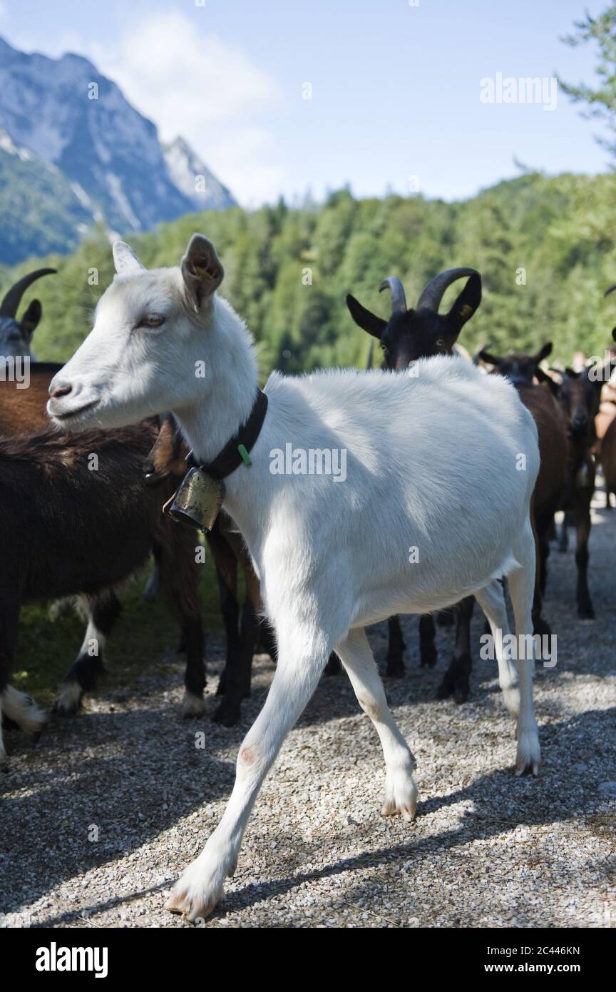 Almabtrieb with goats, Mittenwald, Bavaria, Germany Stock Photo - Alamy