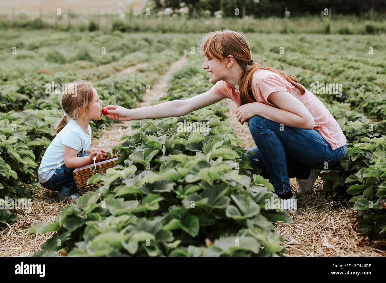 Mother giving her daughter a strawberry on field Stock Photo - Alamy