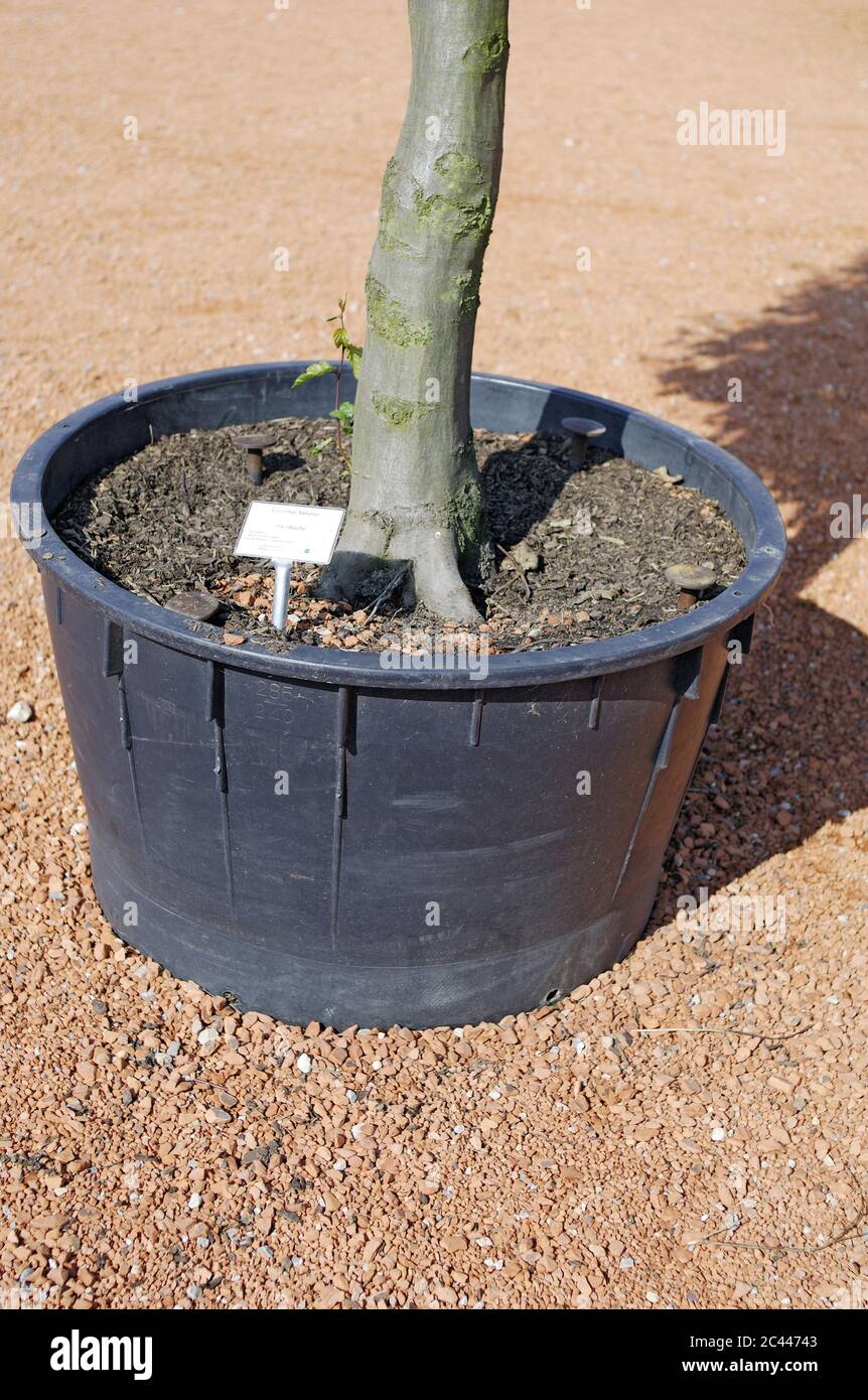 Tree in a planter Stock Photo - Alamy