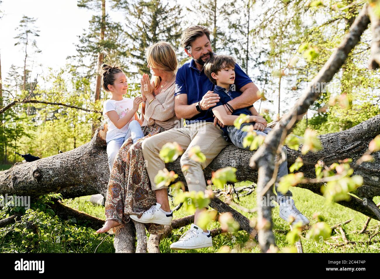 Family sitting on fallen tree in forest Stock Photo - Alamy