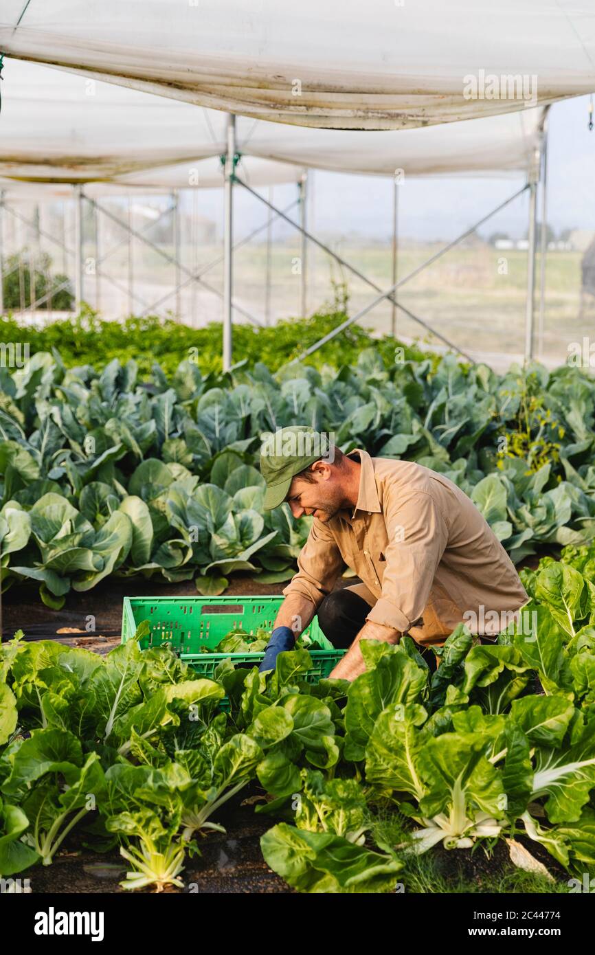 Field salad person hi-res stock photography and images - Alamy