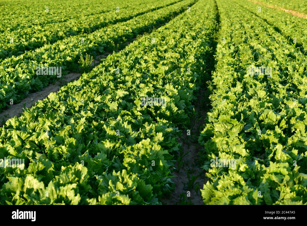 Lettuce field in Upperaustria, Austria Stock Photo - Alamy