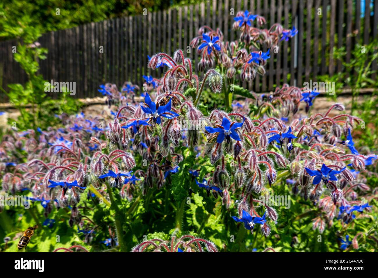 Borage growing in garden Stock Photo - Alamy