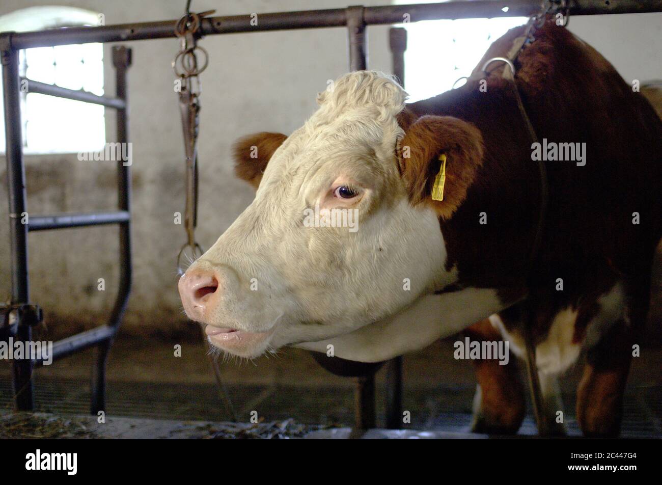 Cow in the stable Stock Photo - Alamy