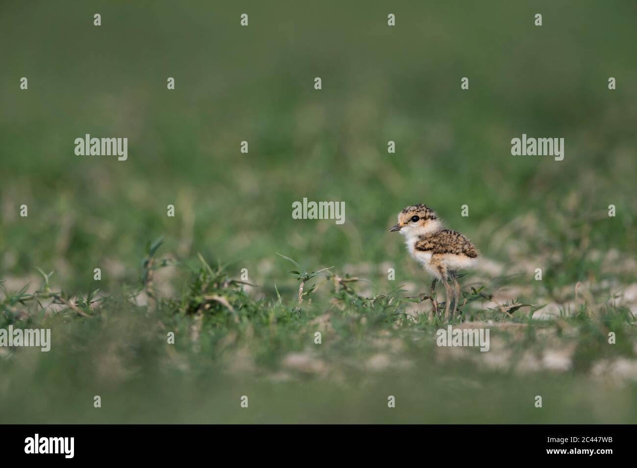 The image of little ringed plover (Charadrius dubius) chick, near Pune ...
