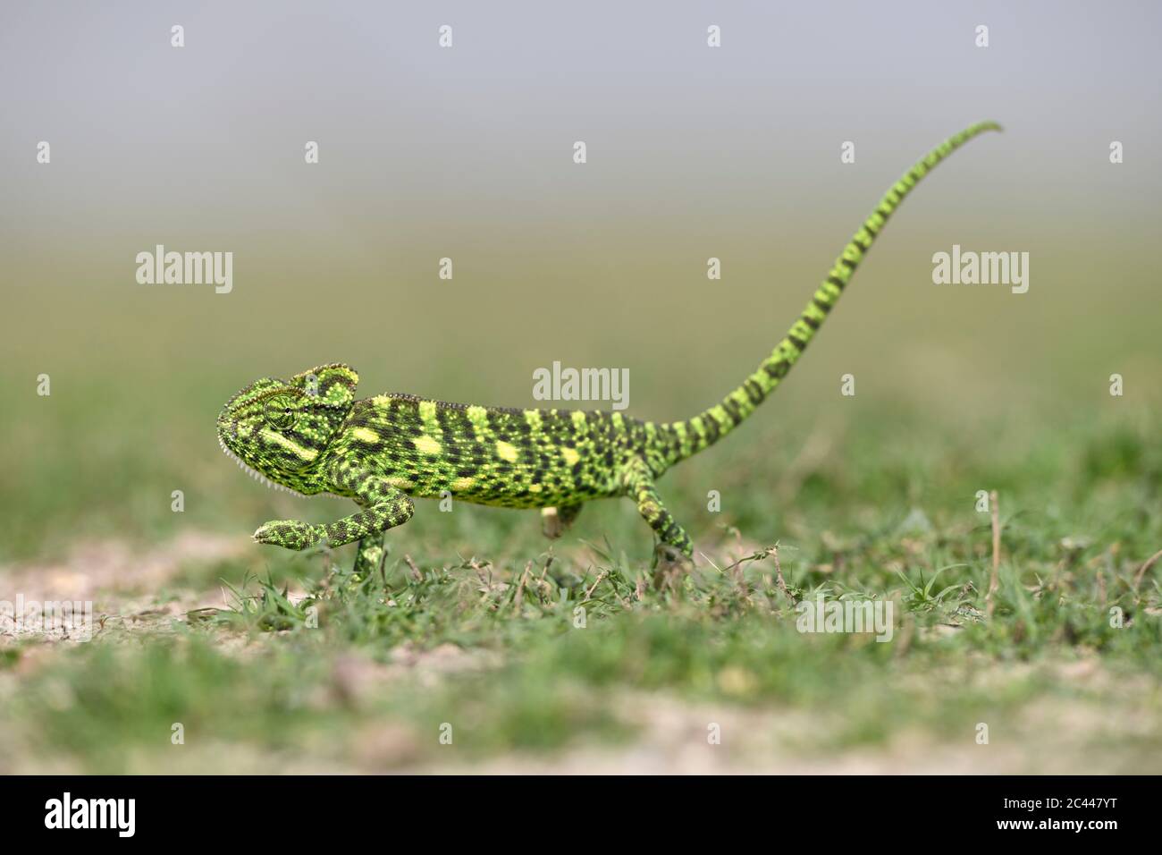 The image of Indian Chameleon (Chamaeleo zeylanicus) near Pune ...
