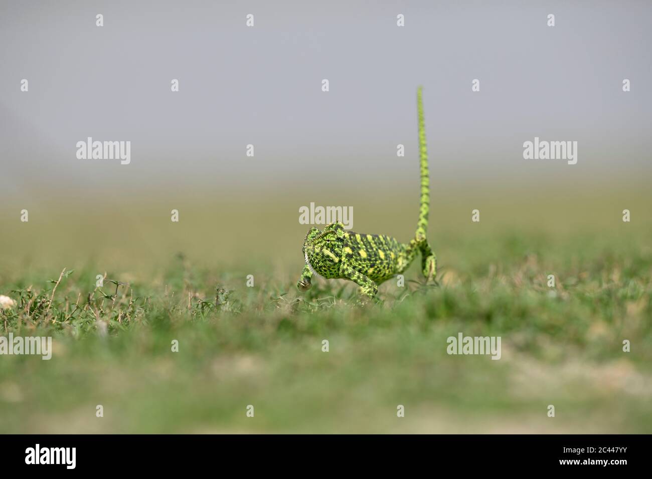 The image of Indian Chameleon (Chamaeleo zeylanicus) near Pune ...