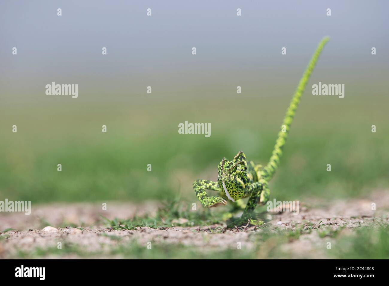 The image of Indian Chameleon (Chamaeleo zeylanicus) near Pune ...