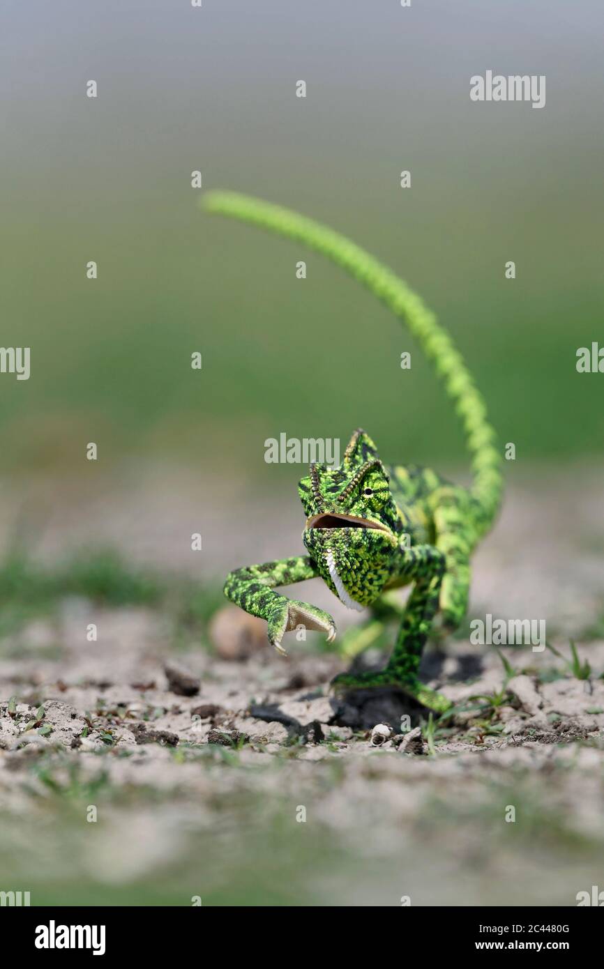 Indian chameleon chamaeleo zeylanicus near pune hi-res stock ...