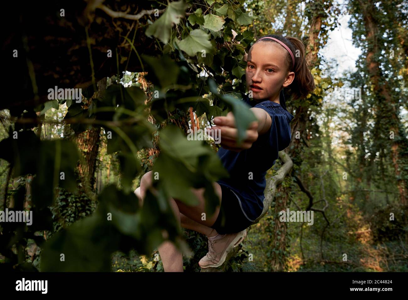 Growth tree people climbing hi-res stock photography and images - Alamy