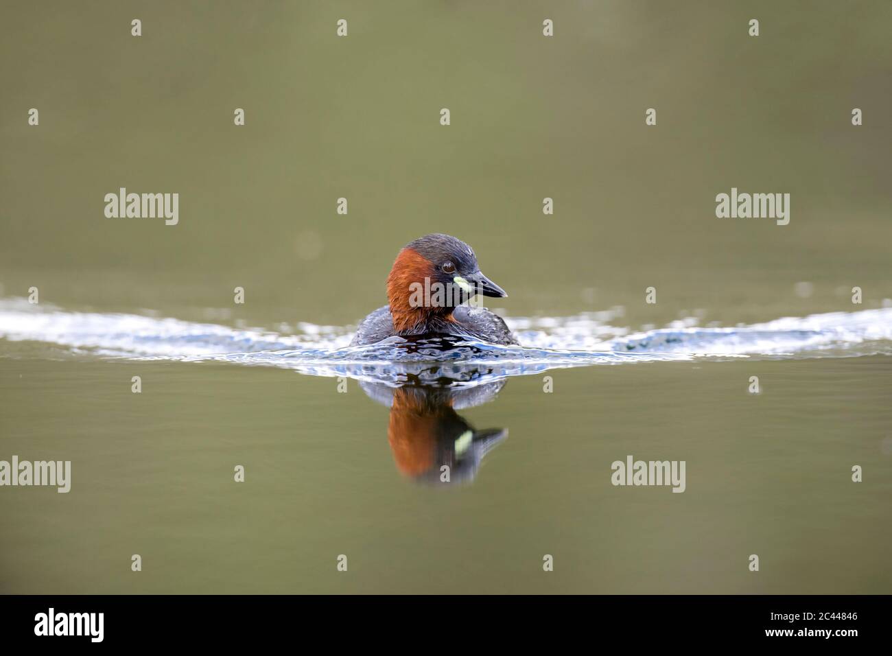 Scotland, portrait of swimming Little Grebe Stock Photo - Alamy