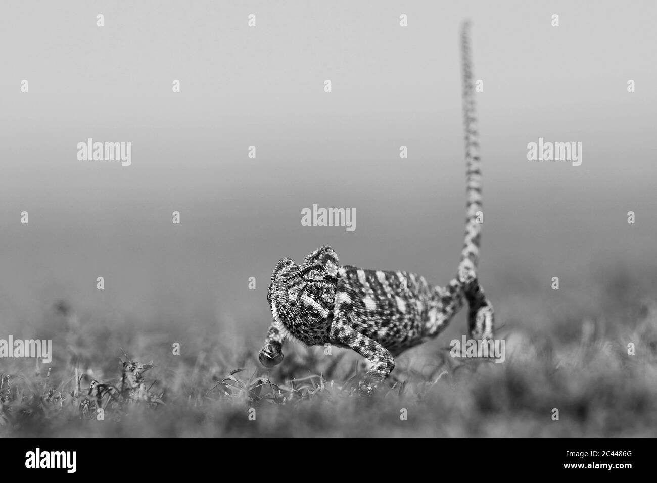 The image of Indian Chameleon (Chamaeleo zeylanicus) near Pune ...