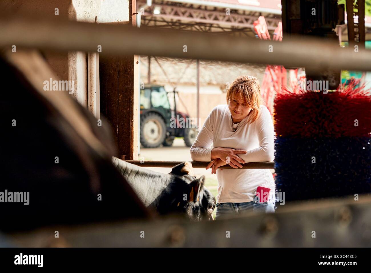 Mid adult woman looking at cow through window at dairy farm Stock Photo ...
