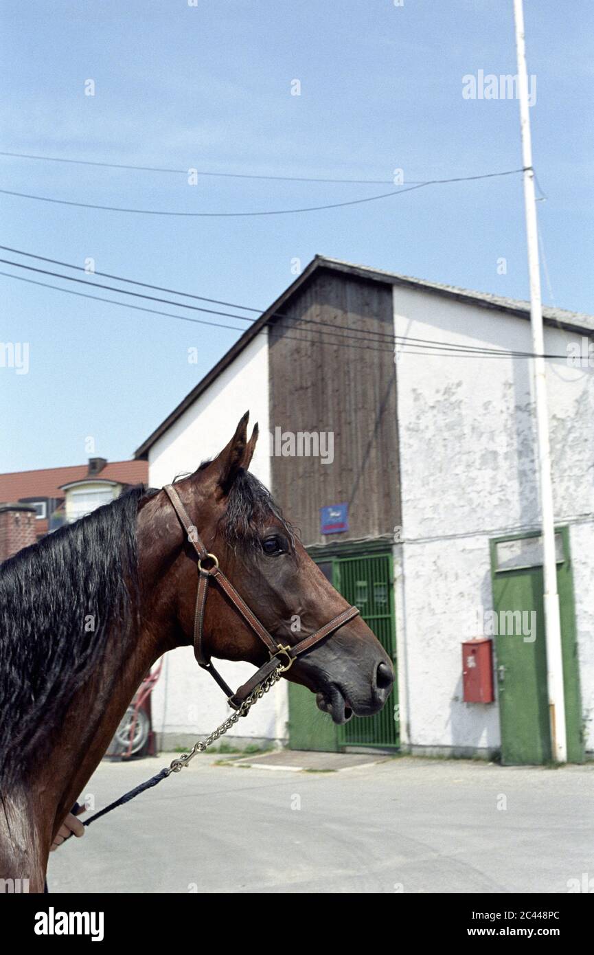 Horse in front of a stable Stock Photo - Alamy