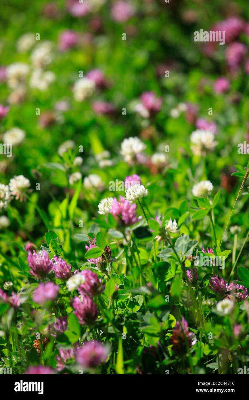 Pink clovers hi-res stock photography and images - Alamy